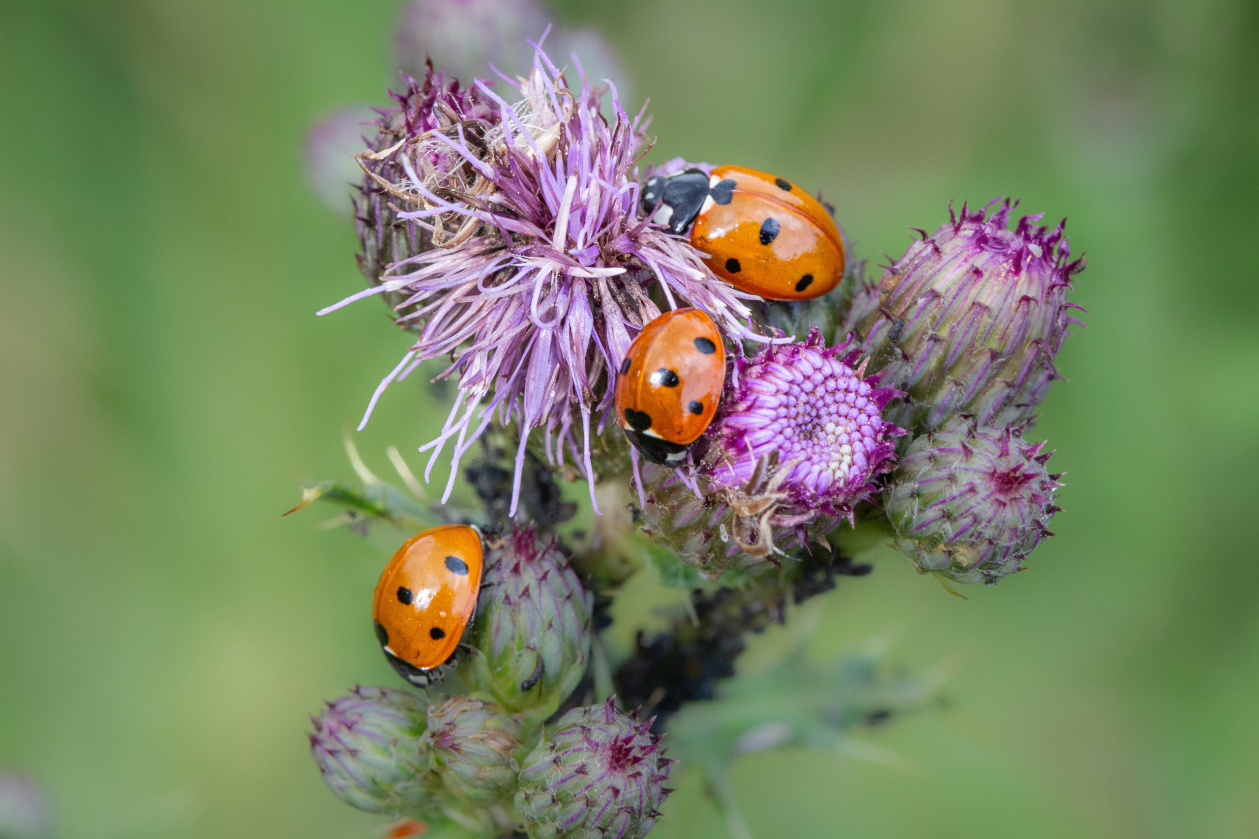 Gosforth Nature Reserve Journal: The North East Ladybird Spot - Natural ...