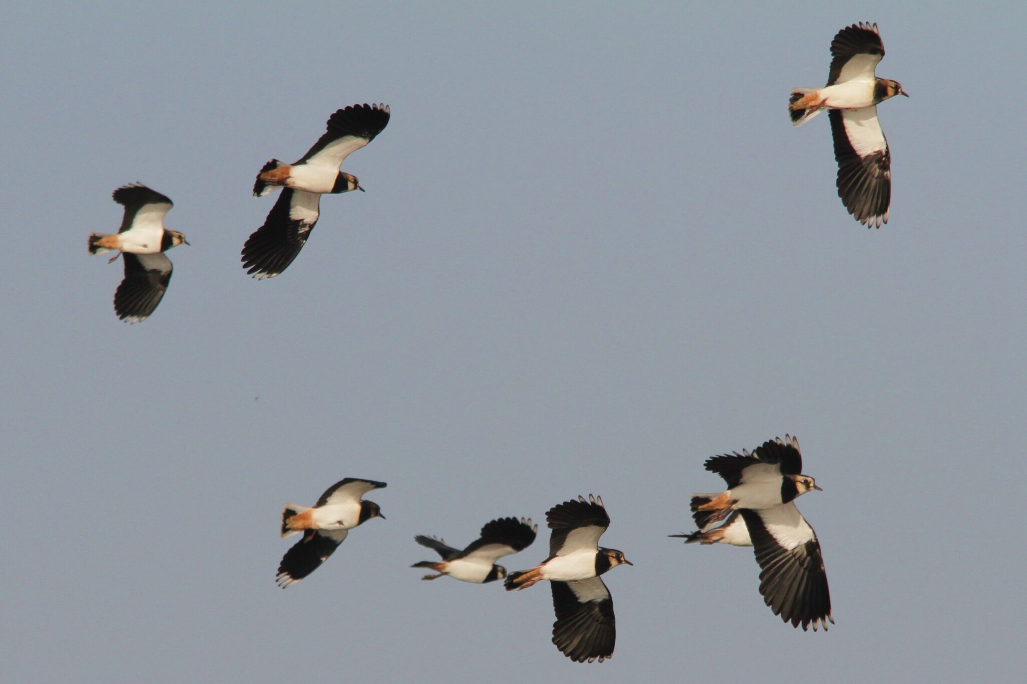 The Lapwing in Flight - Natural History Society of Northumbria