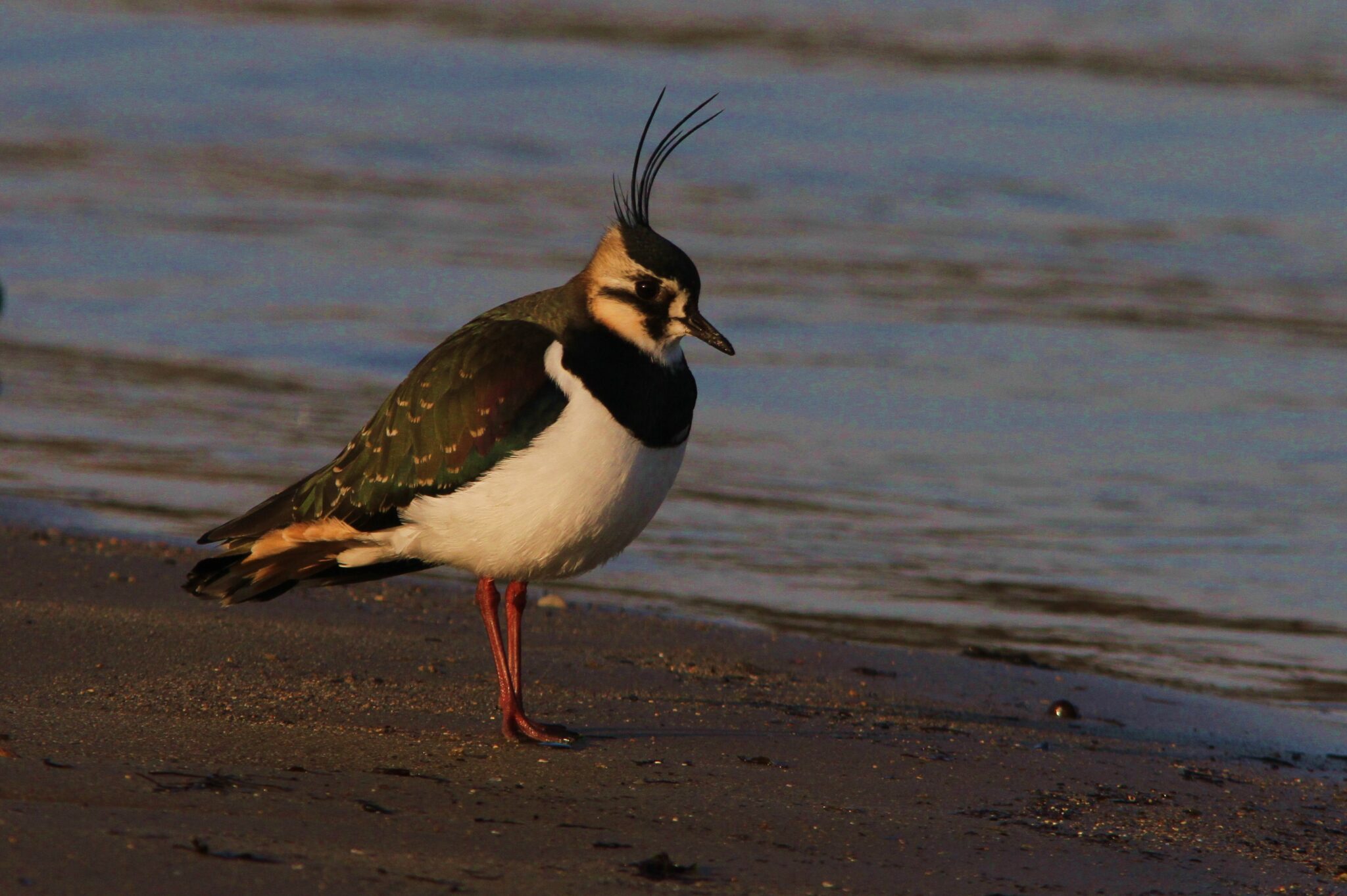 The Lapwing in Flight - Natural History Society of Northumbria