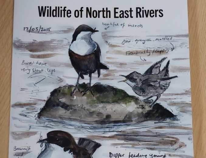 Exploring the rich biodiversity of North East rivers: a journey through ...