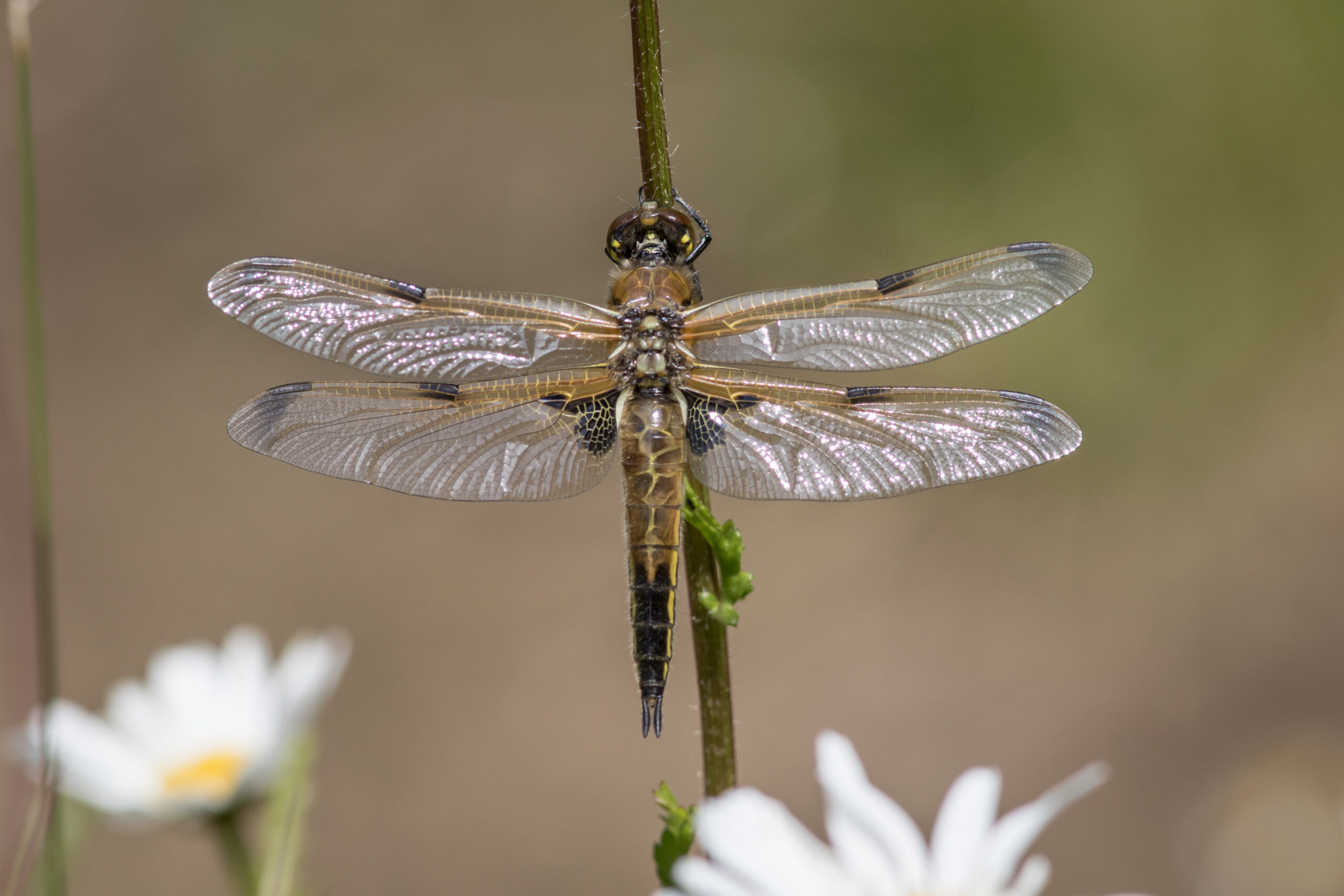 Gosforth Nature Reserve Journal: Dragonfly Emergence - Natural History ...