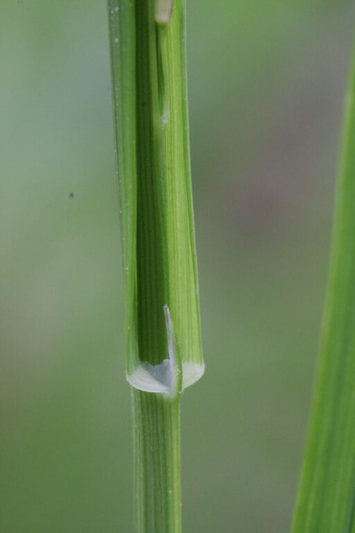 Getting Started with Grasses: Woodland Grasses - Natural History ...