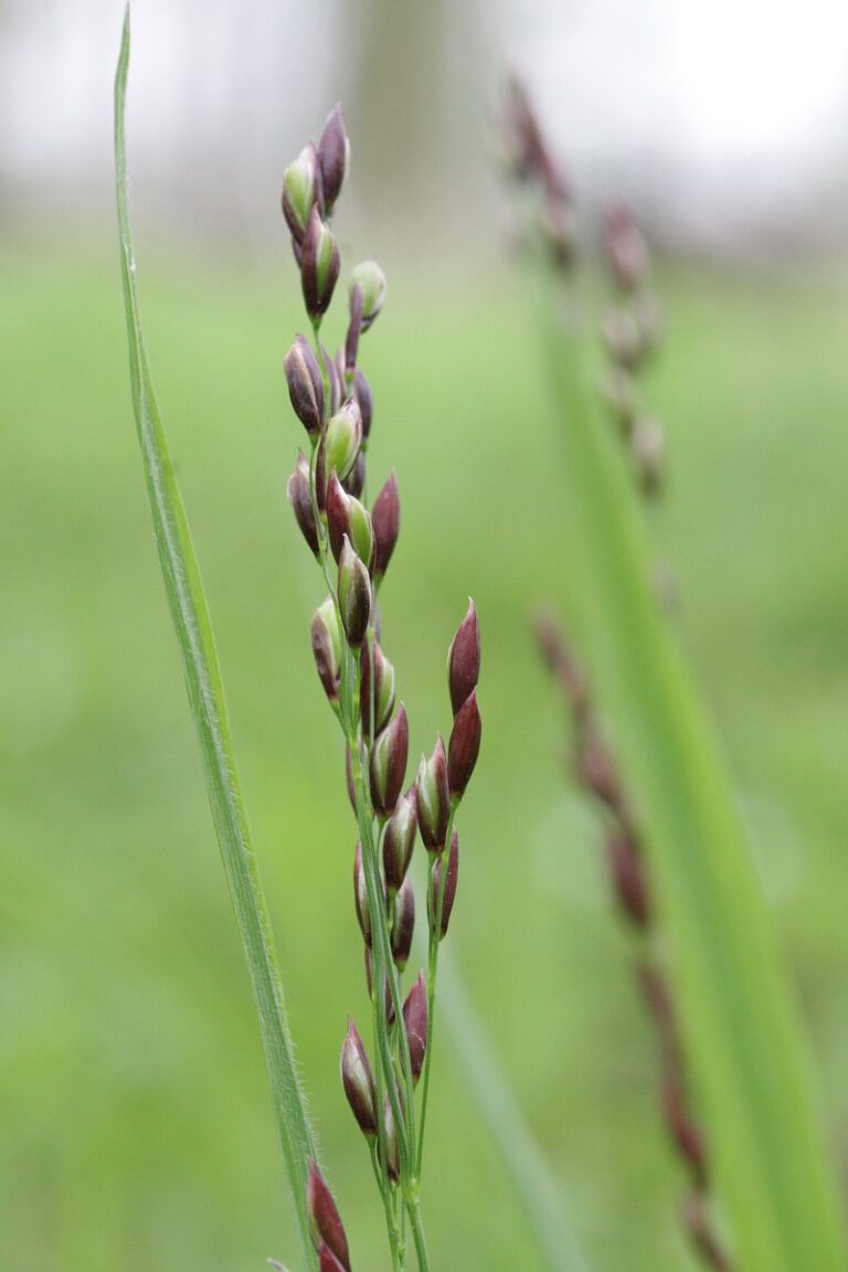 Getting Started with Grasses: Woodland Grasses - Natural History ...