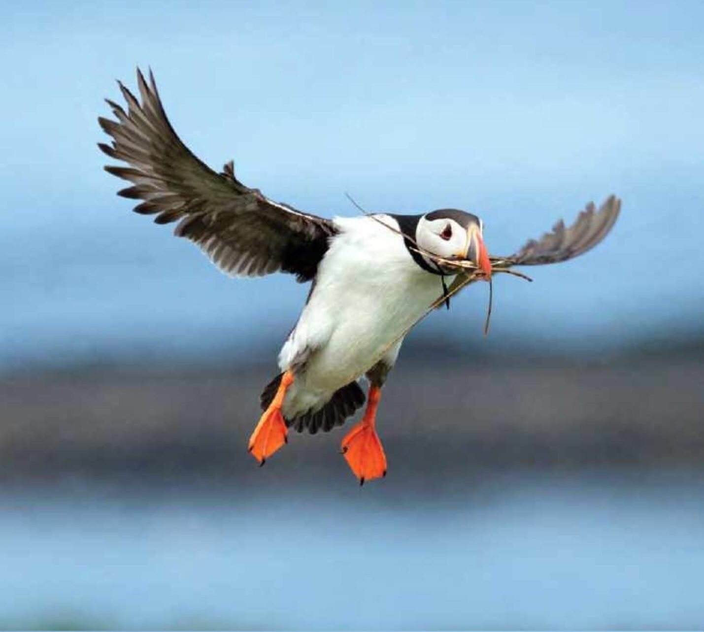 A Guide to North East Coastal Wildlife: A Journey Through the Region's ...