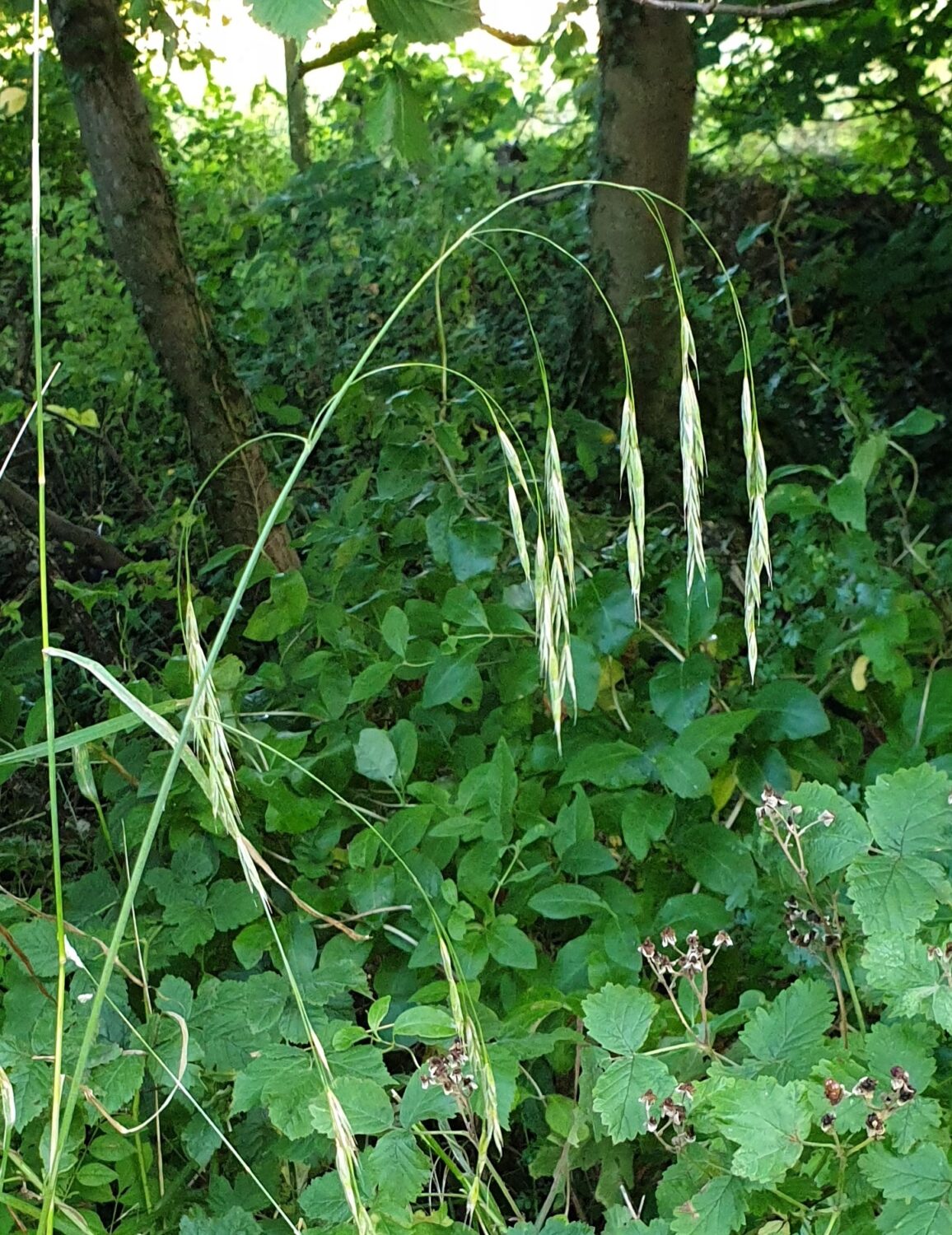 Getting Started with Grasses: Woodland Grasses - Natural History ...