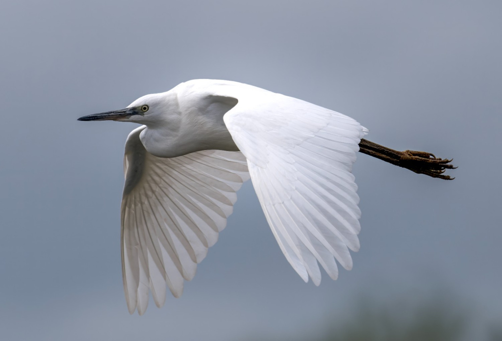 Winter Bird Walk: Waders, Ducks and Pipit - Natural History Society of Northumbria